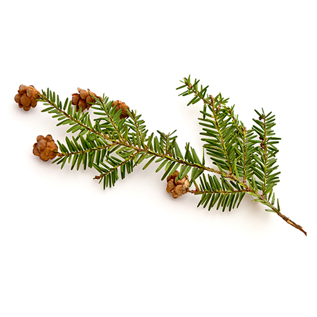 Huile essentielle de Pruche : comment l'utiliser correctement