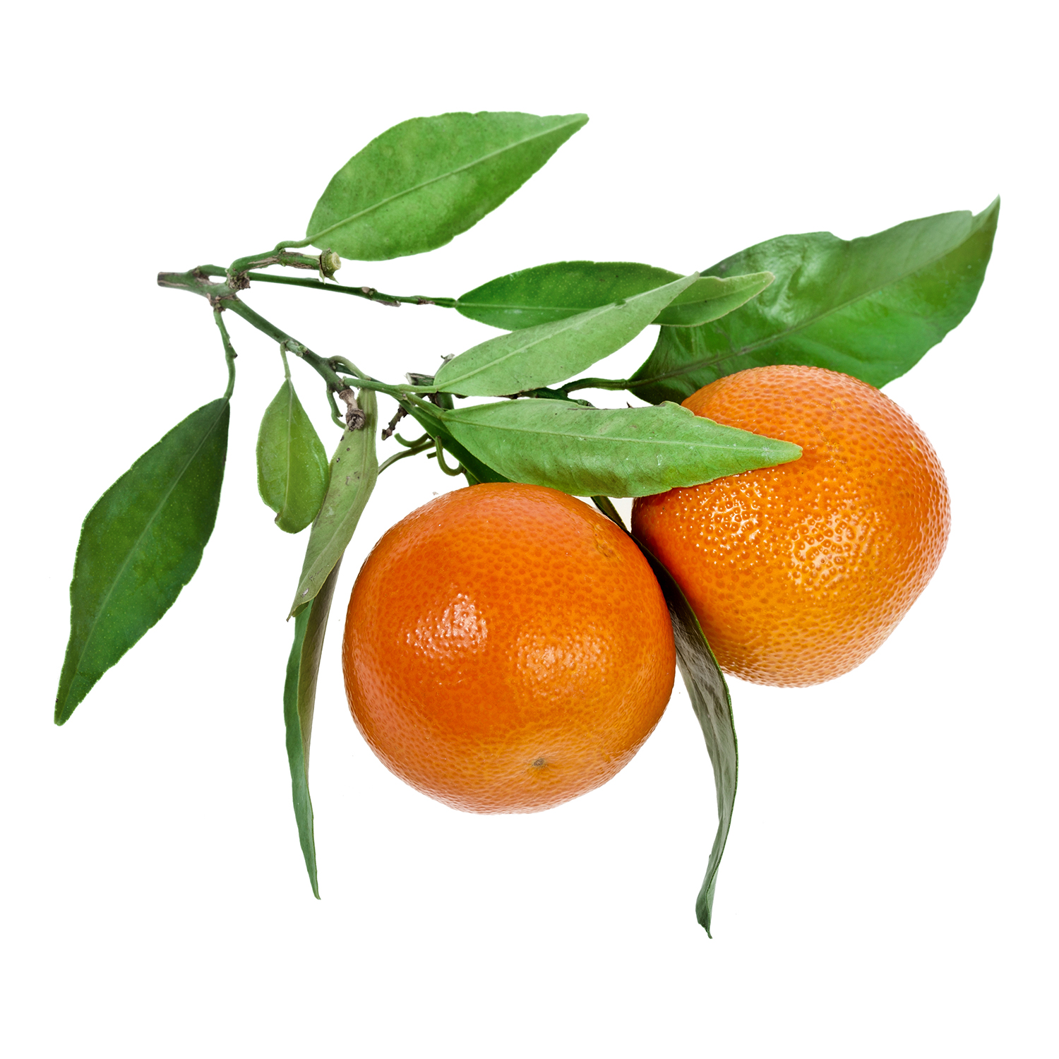 Huile essentielle de Petit Grain Mandarinier : comment l'utiliser ...