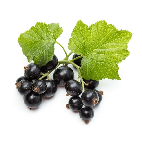 Macérat de bourgeons de Cassis : bienfaits et utilisations en gemmothérapie