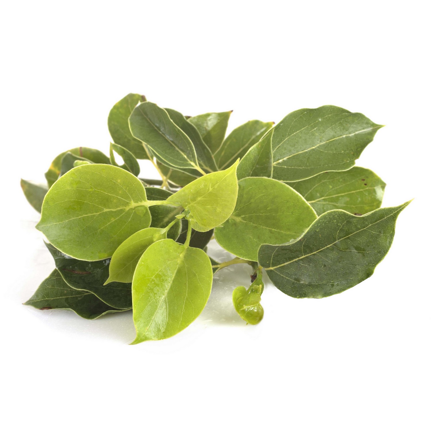 Huile essentielle de Ravintsara : comment l'utiliser correctement