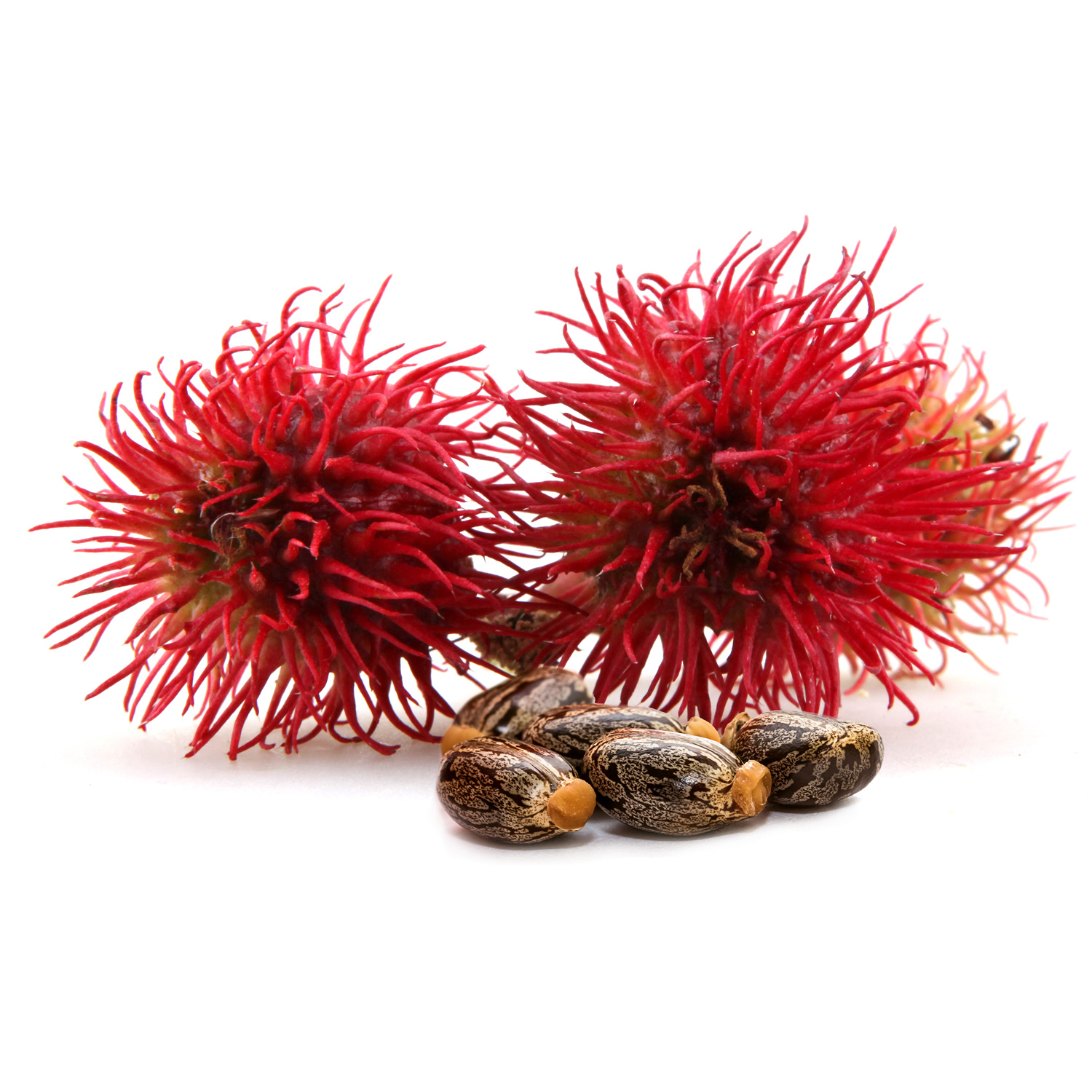 Huile végétale de Ricin : bienfaits et utilisations en cosmétique ...